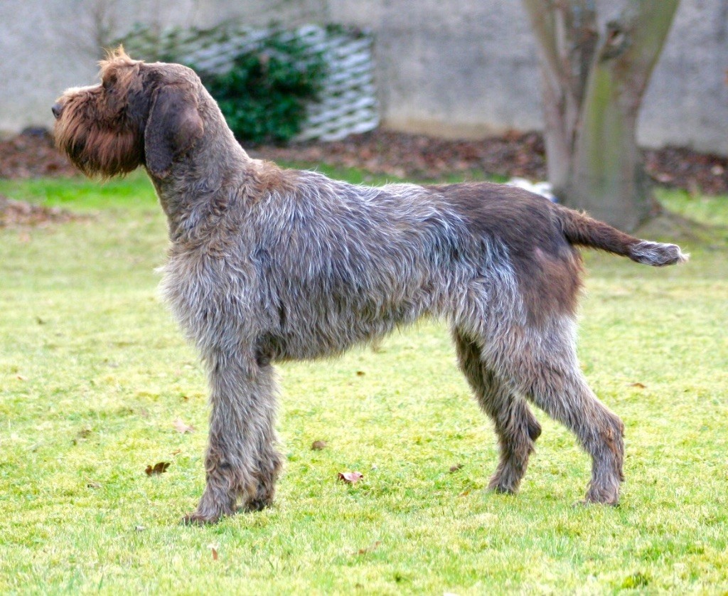 Accueil - Elevage de la Hount Barrade - eleveur de chiens Griffon d ...